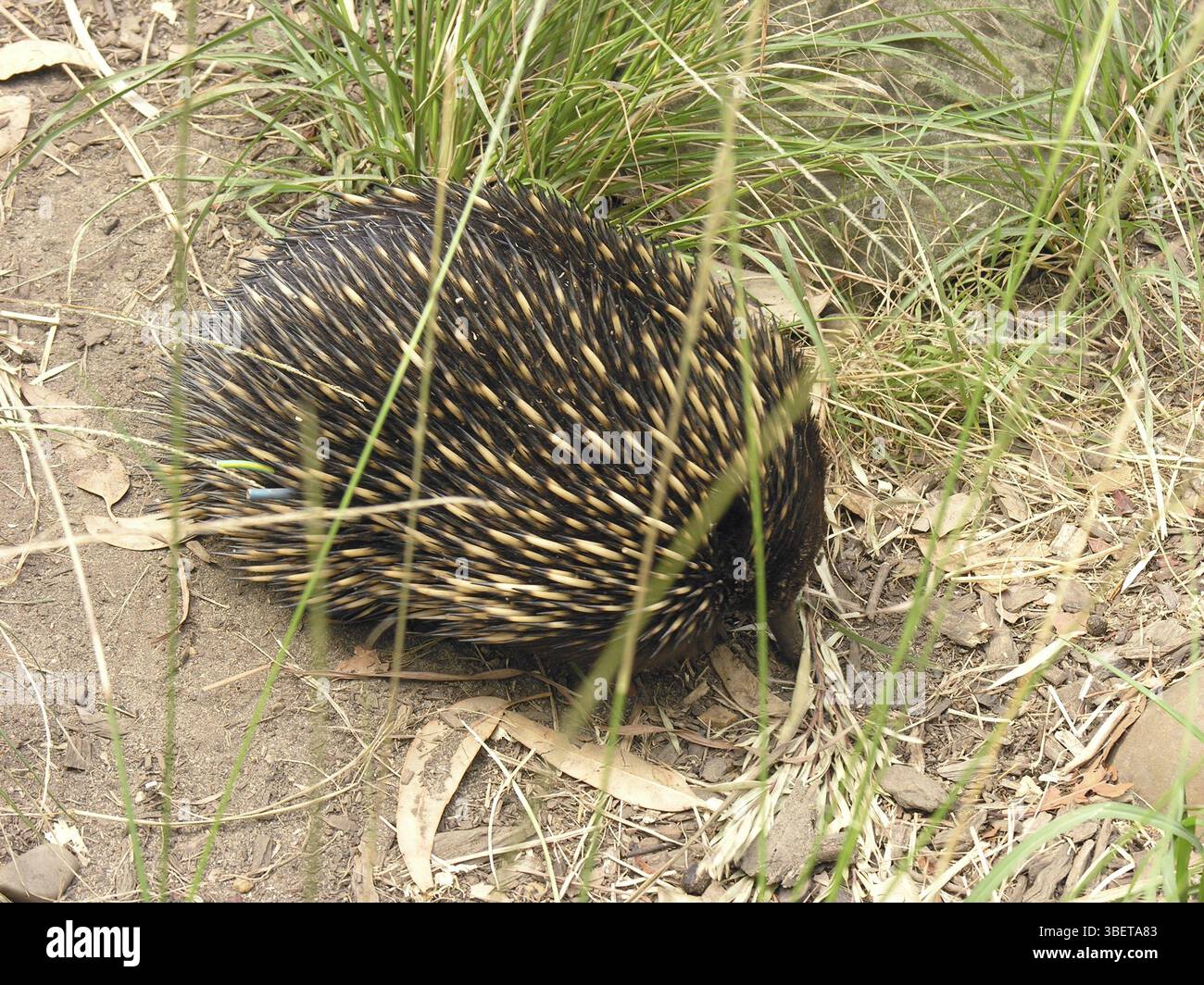 Echidna (Tachyglossus aculeatus Stock Photo - Alamy