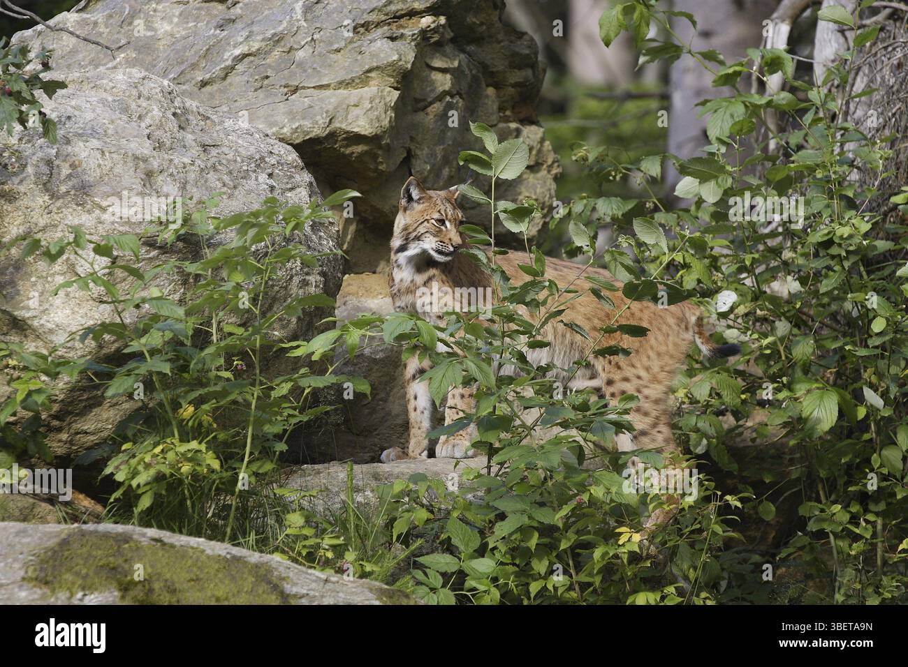 Lynx mother rock hi-res stock photography and images - Alamy