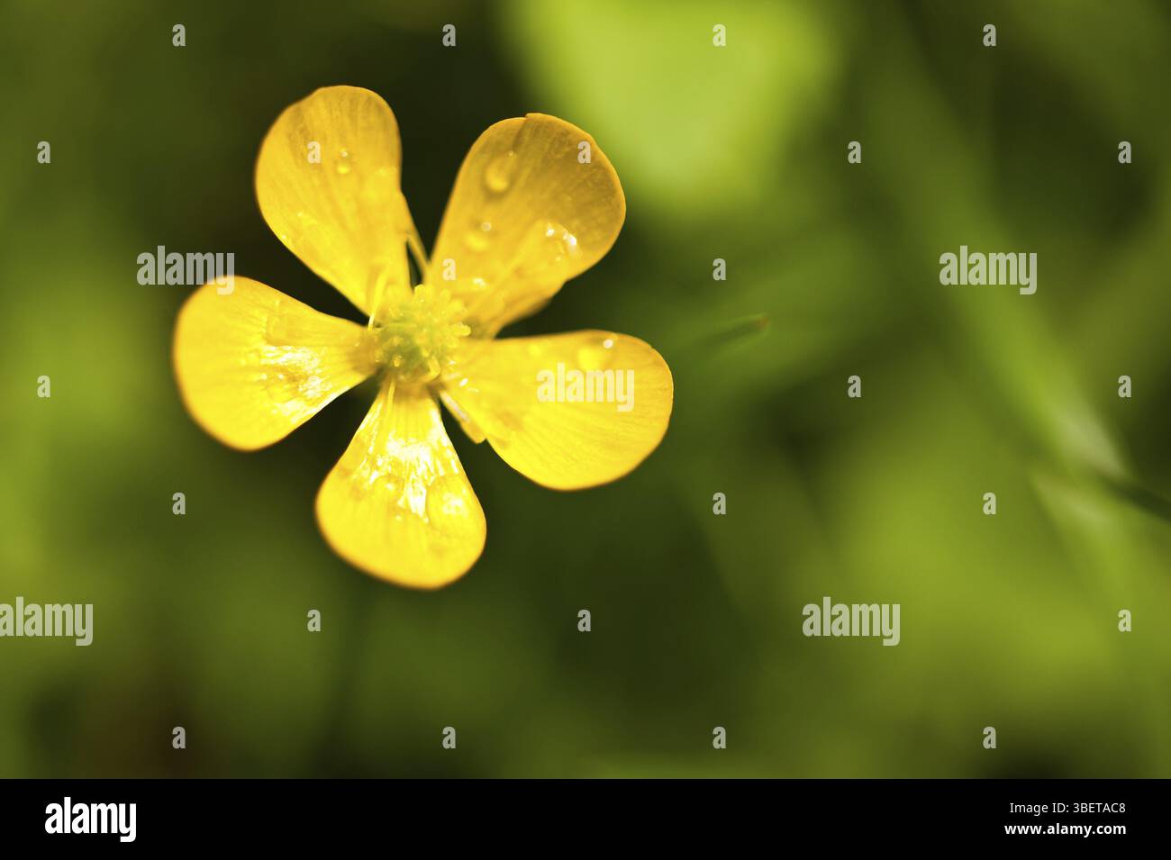 Ranunculus bulbosus (Ranunculus bulbosus Stock Photo - Alamy