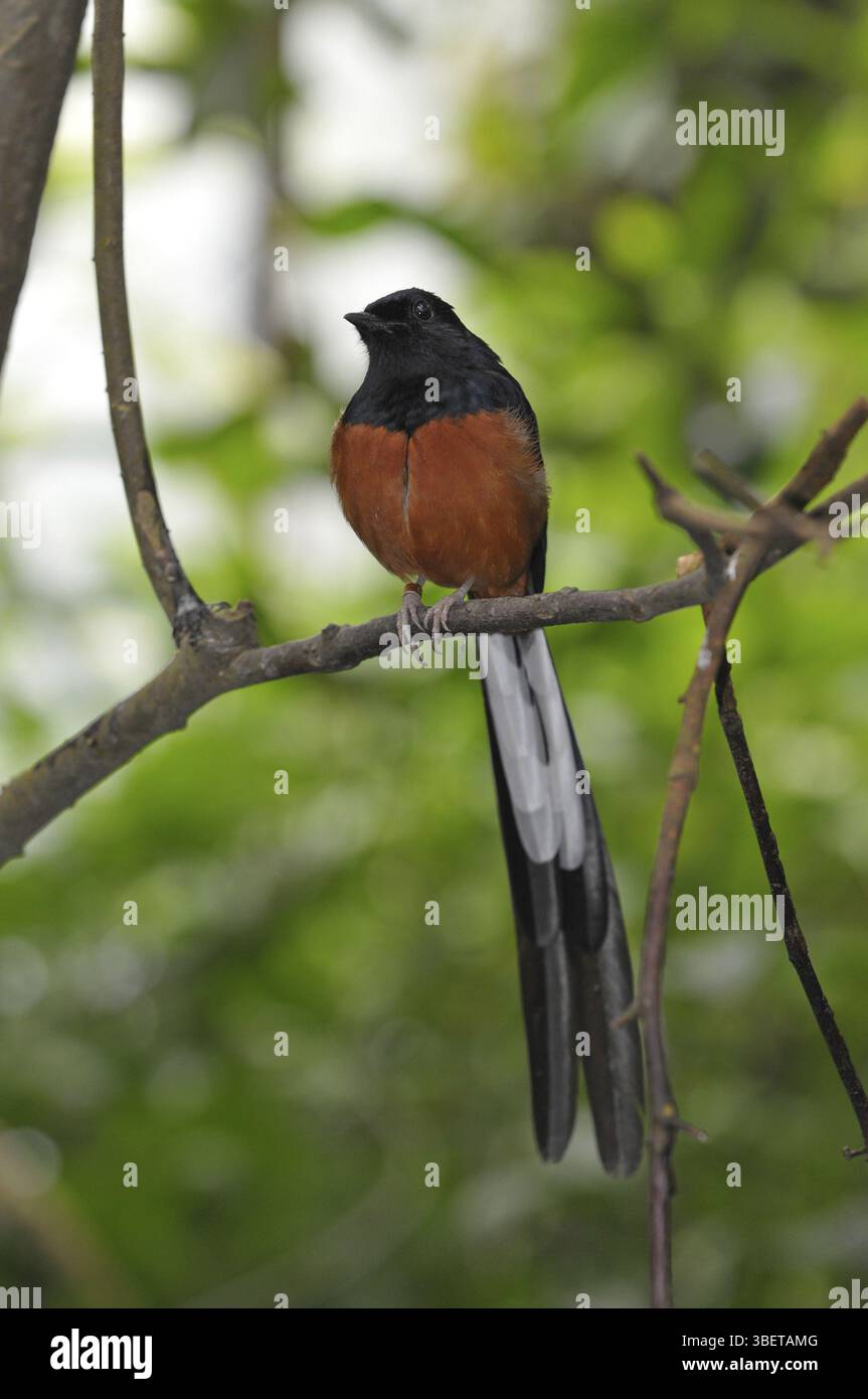 Shama bird hi-res stock photography and images - Alamy