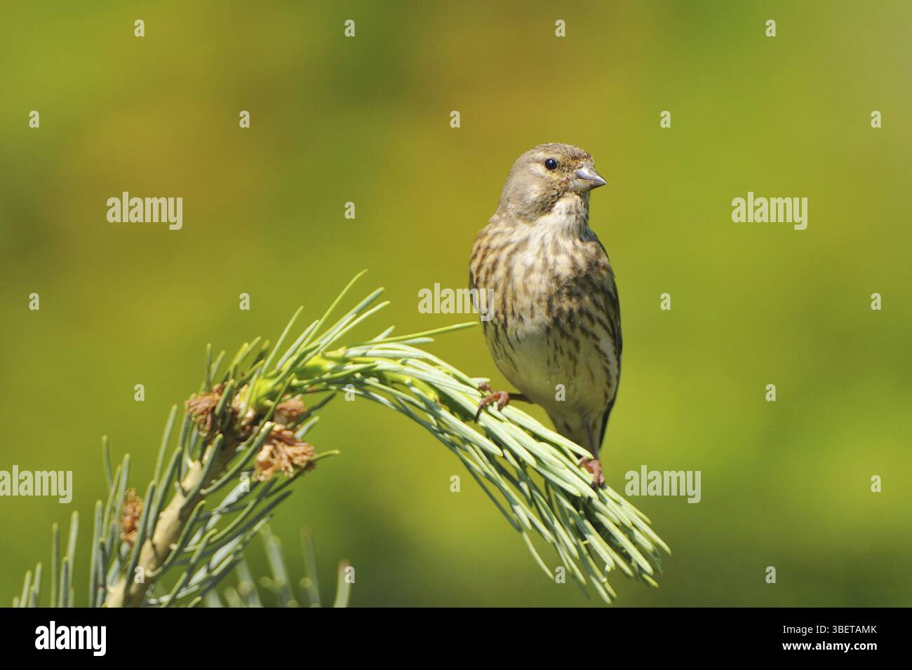 Carduelis canabina hi-res stock photography and images - Alamy