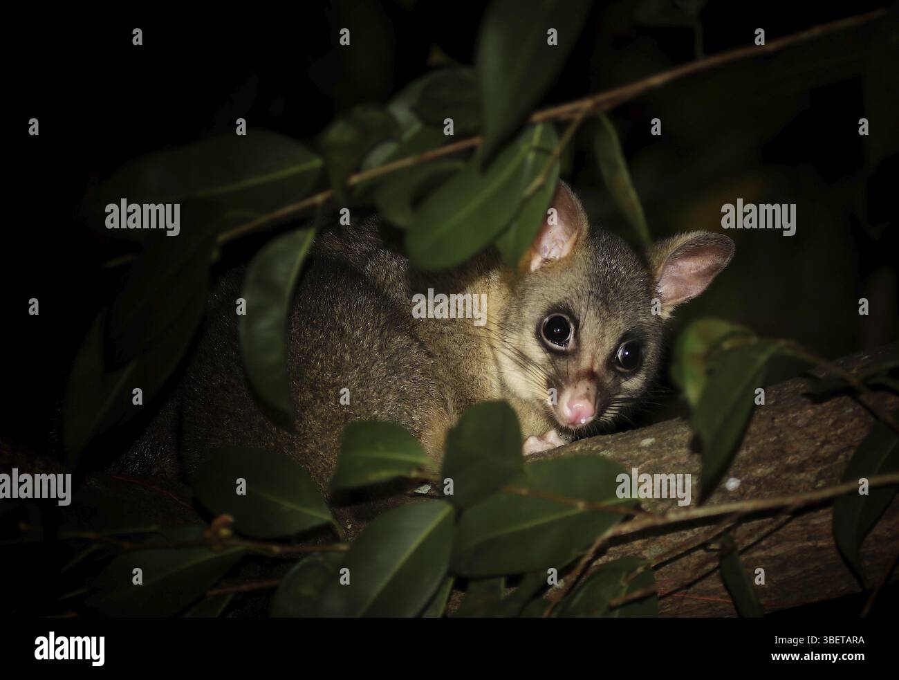 Fox cusu (Trichosurus vulpecula Stock Photo - Alamy