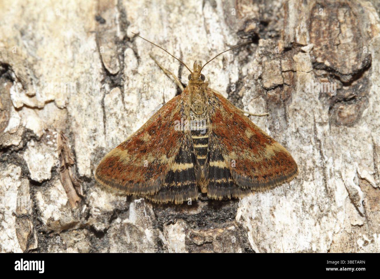 Olive moth hi-res stock photography and images - Alamy
