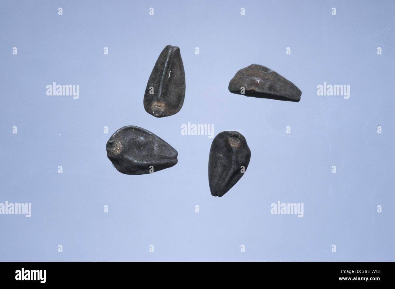 Funnel bindweed seeds (stem plant: Ipomoea tricolor Stock Photo - Alamy