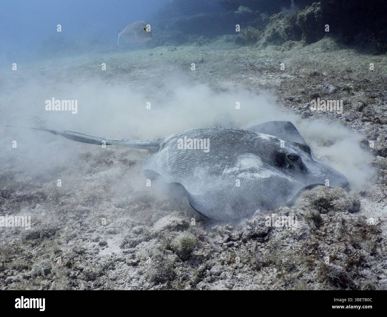 Hypanus hi-res stock photography and images - Alamy
