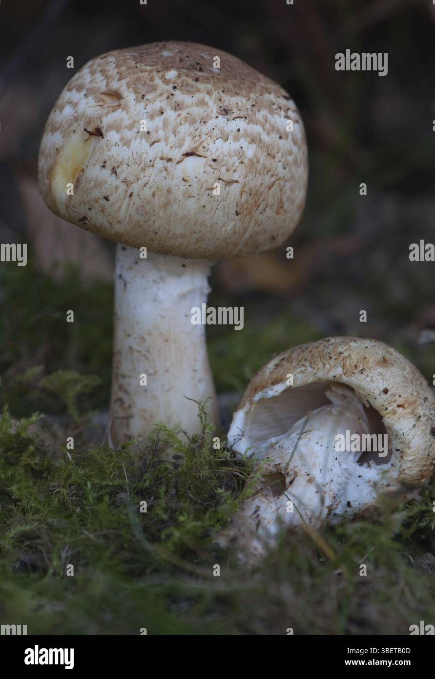 Giant mushroom (Agaricus augustus Stock Photo - Alamy