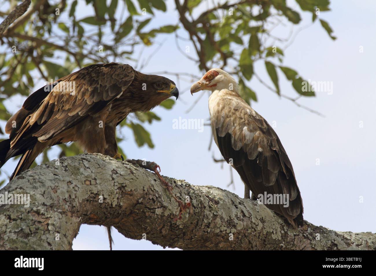 Palm vulture vs. eagle of prey (Gypohierax angolensis Stock Photo - Alamy