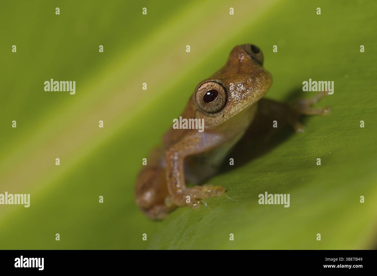 Bromeliad tree frog (Dendropsophus microcephalus Stock Photo - Alamy