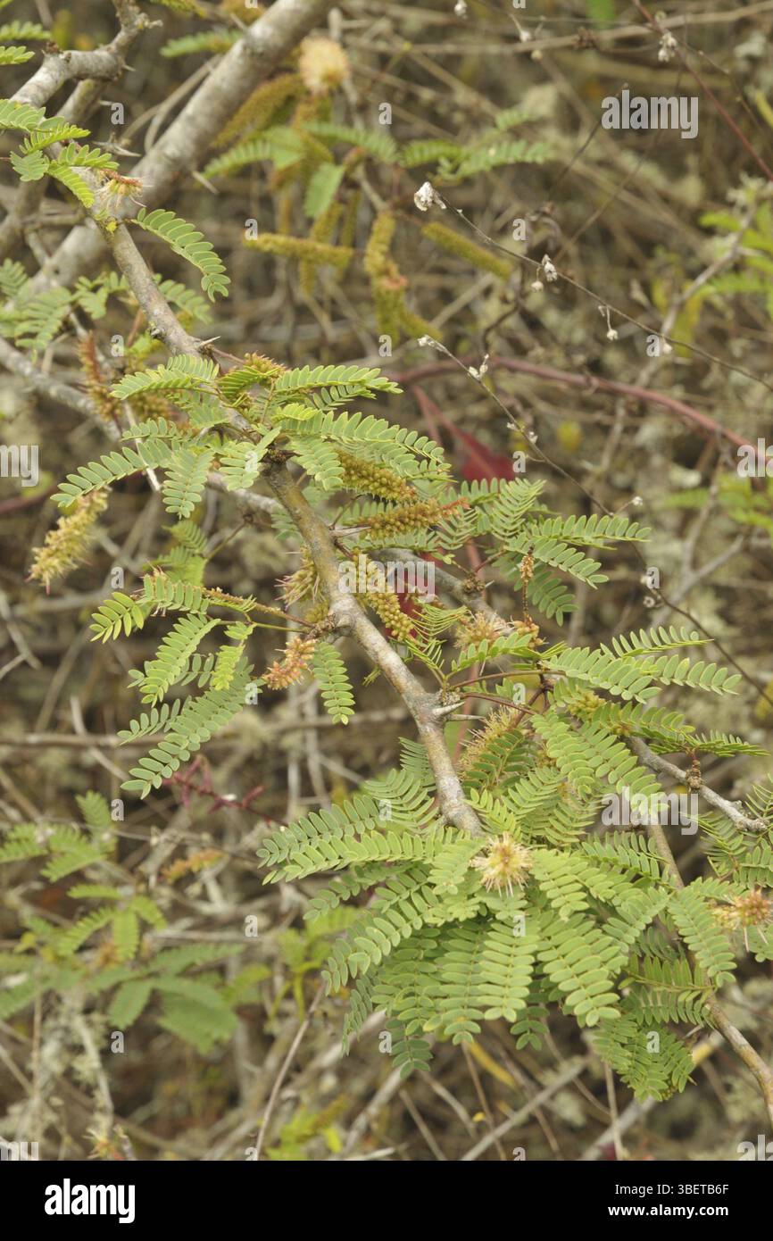 Mesquite (Prosopis juliflora Stock Photo - Alamy