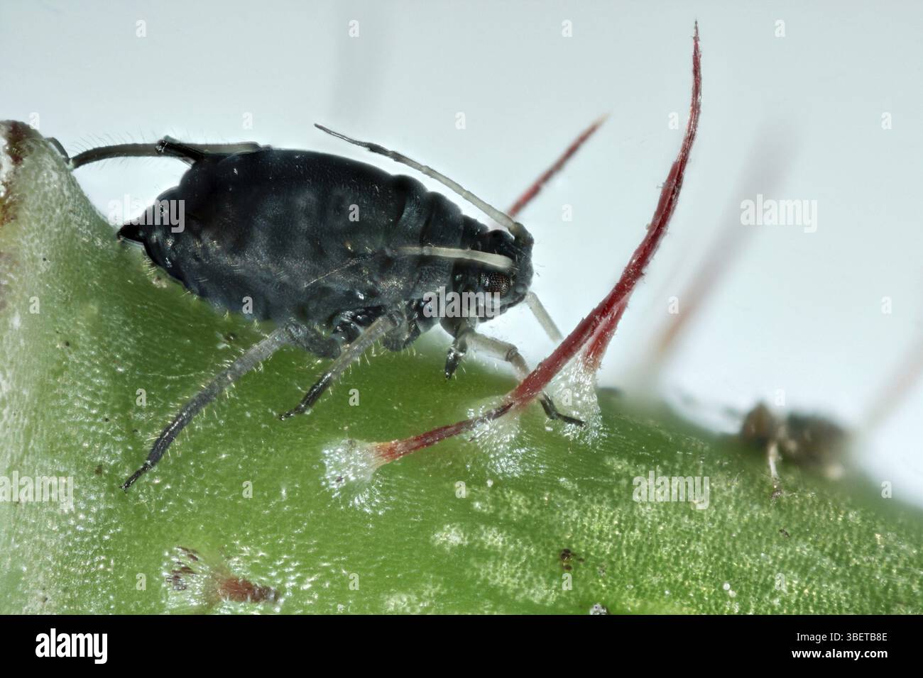 Black bean aphid (Aphis fabae Stock Photo - Alamy