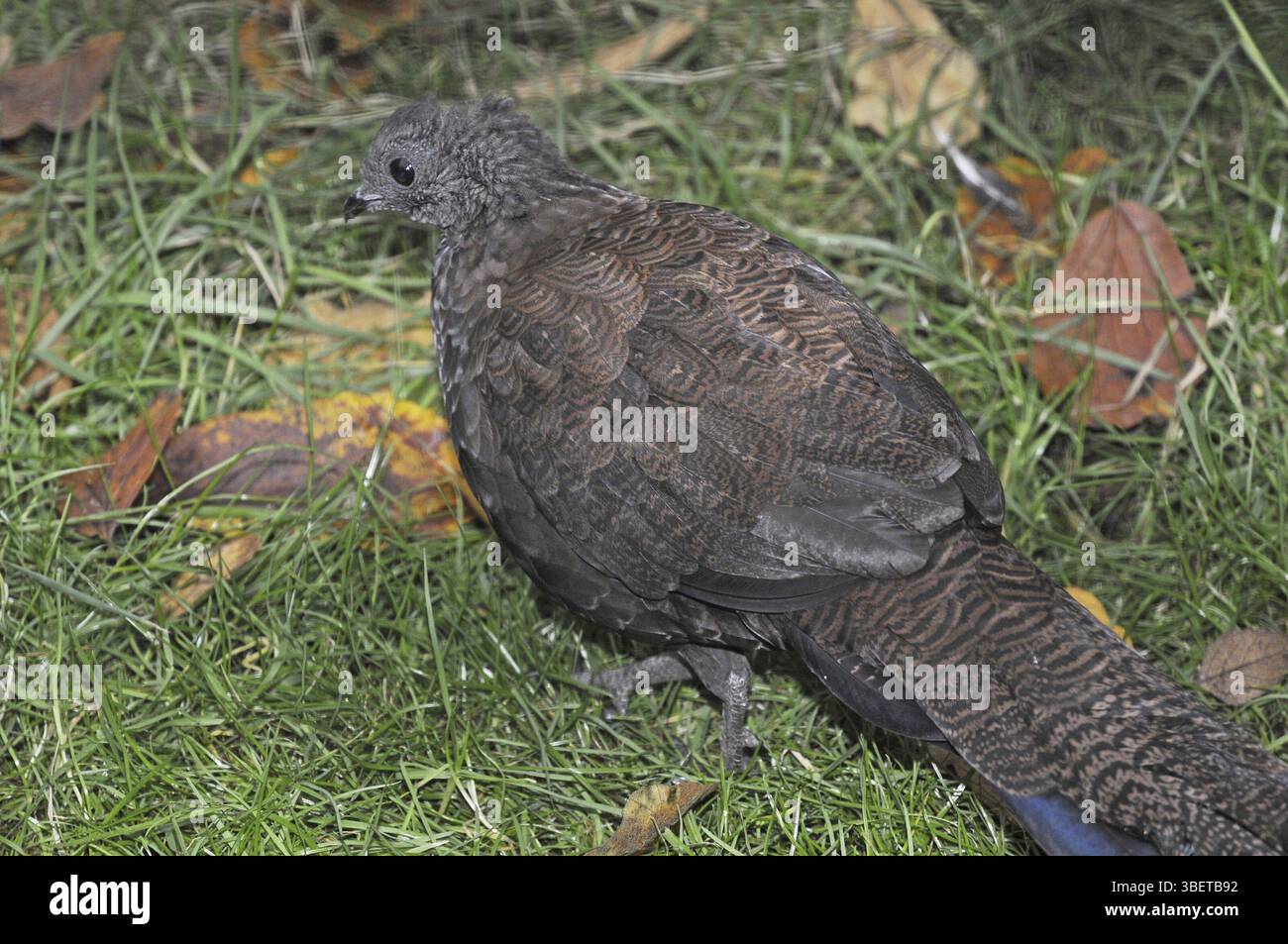 Bronze tailed peacock pheasant hi-res stock photography and images - Alamy