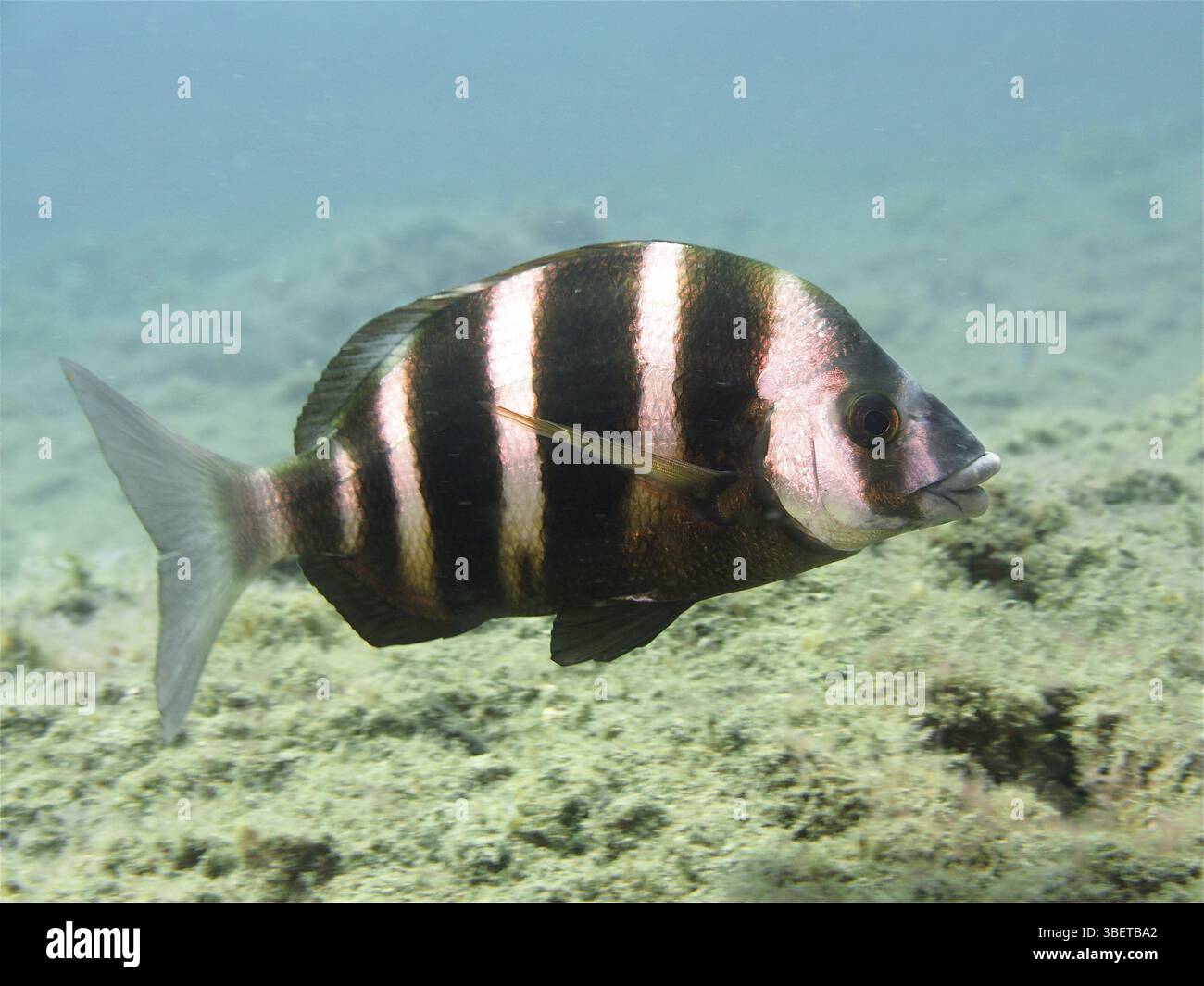 Banded seabream (Diplodus cervinus Stock Photo - Alamy