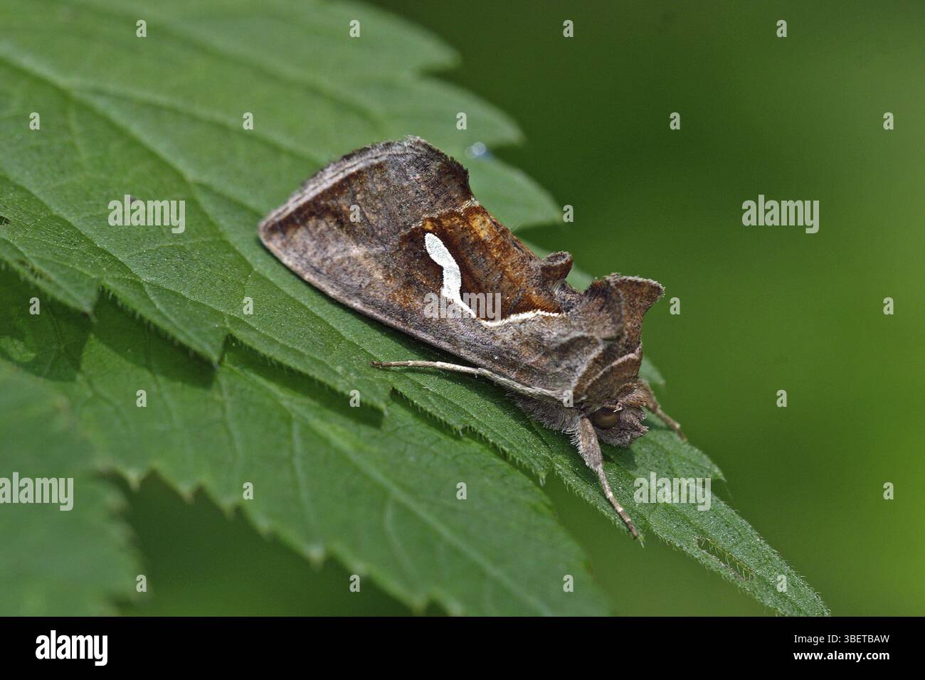 Alfalfa caterpillar hi-res stock photography and images - Alamy
