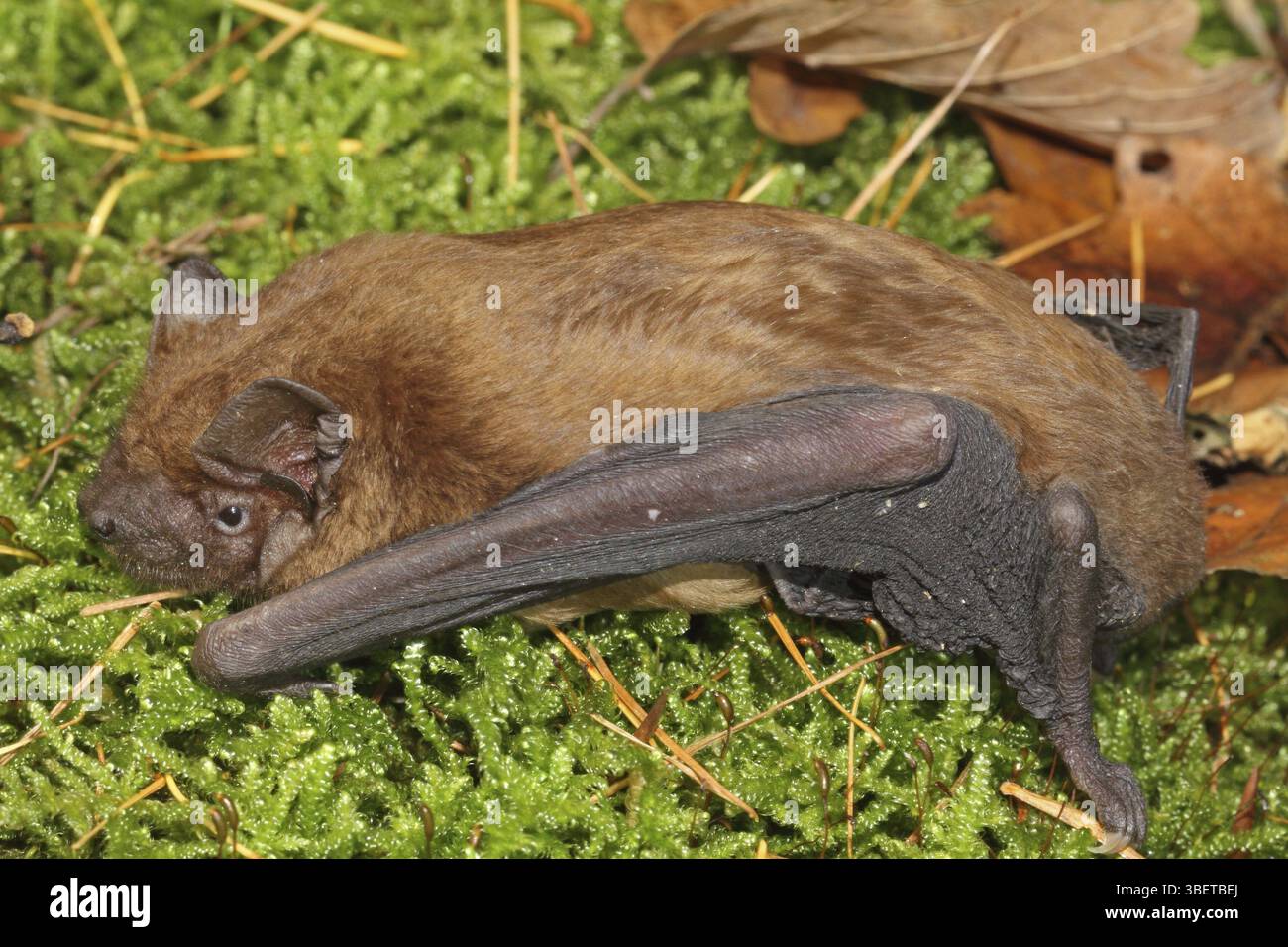 Common noctule (Nyctalus noctula Stock Photo - Alamy
