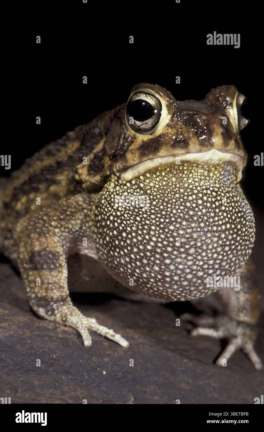 Toad (Bufo regularis Stock Photo - Alamy