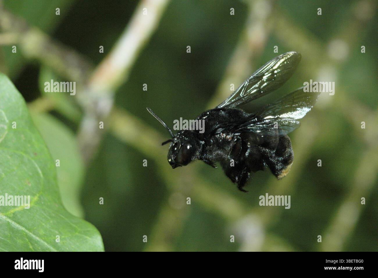 Eulaema sp hi-res stock photography and images - Alamy