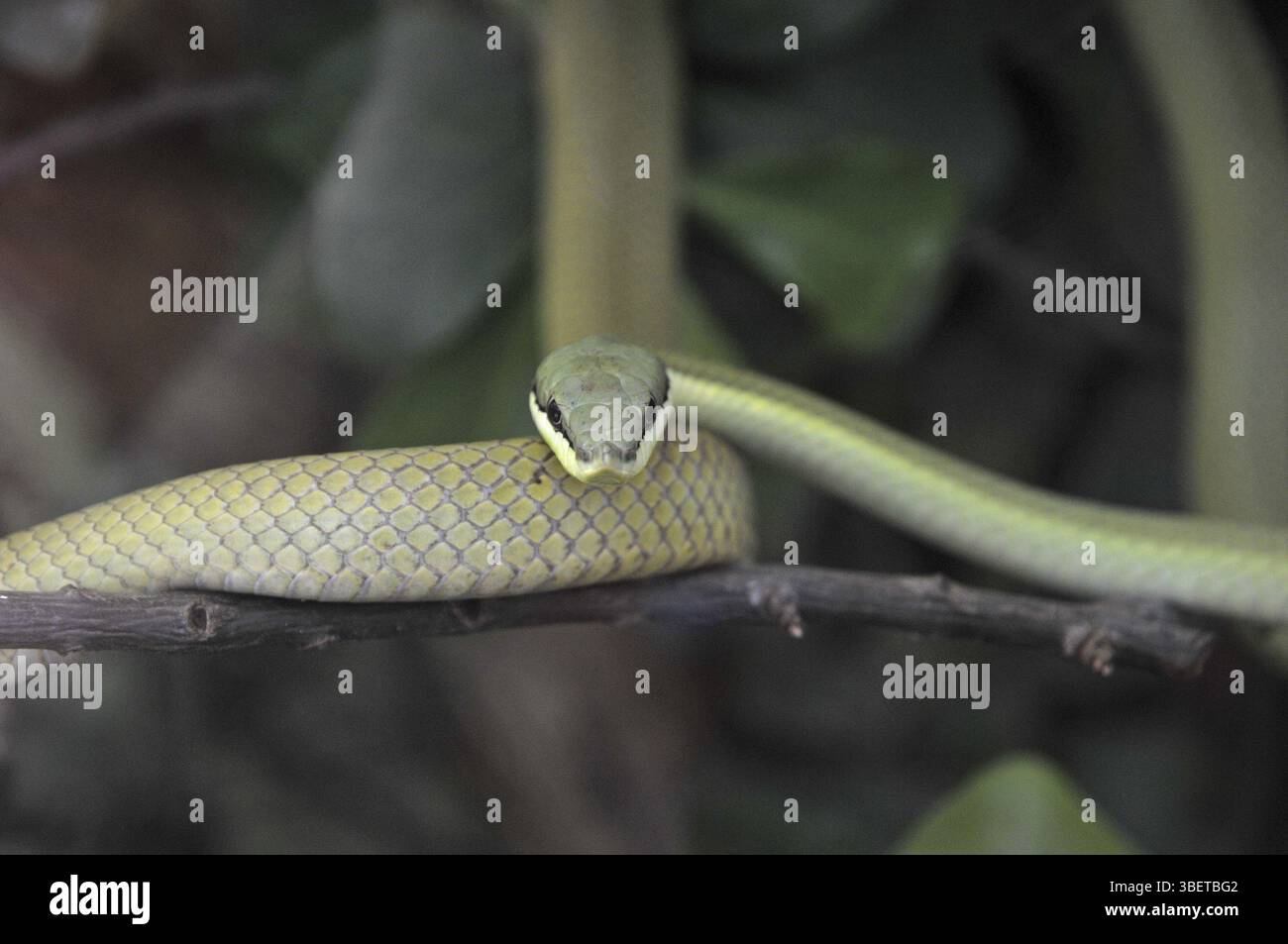 Green long nosed snake hi-res stock photography and images - Alamy