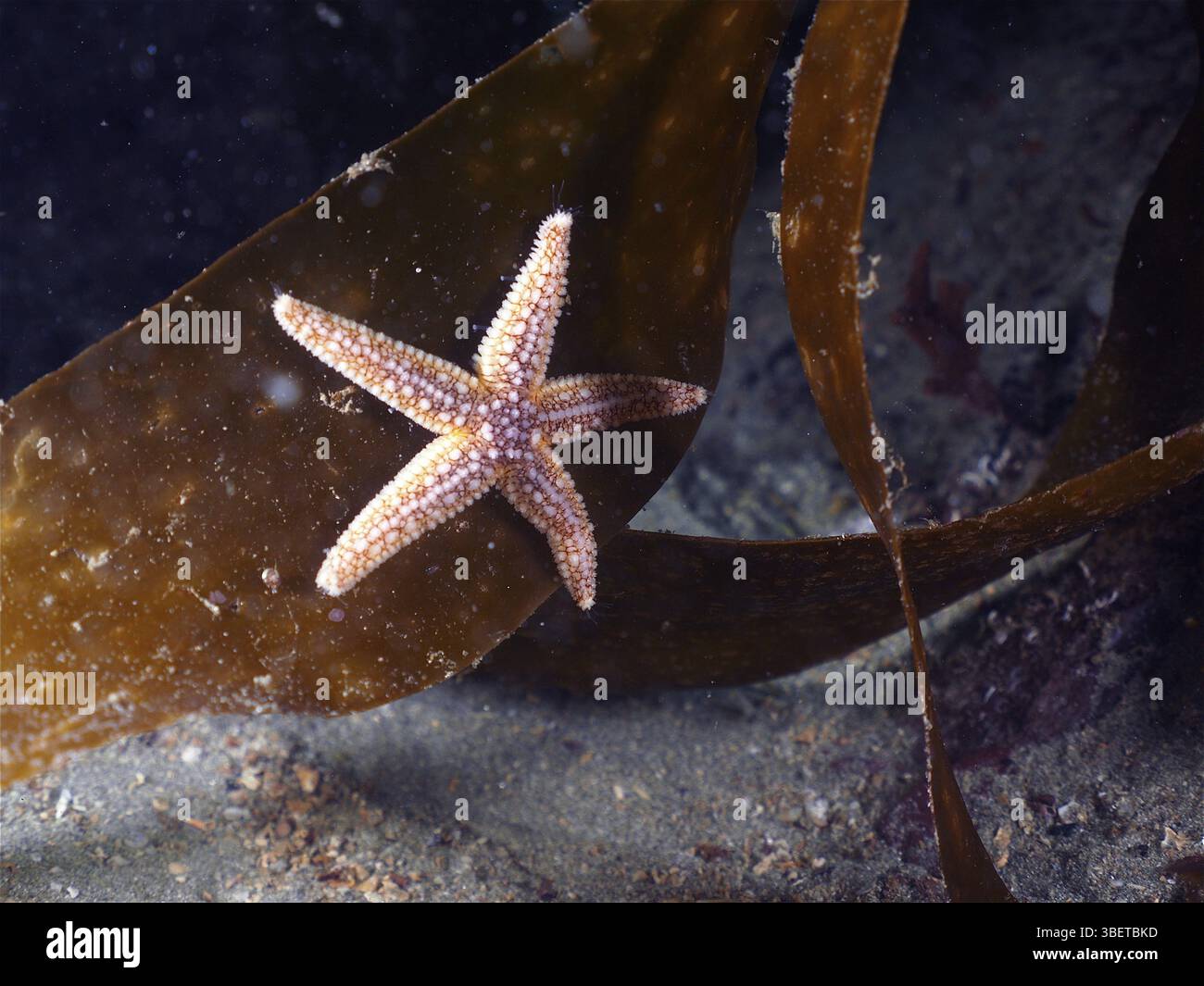 Common starfish hi-res stock photography and images - Alamy