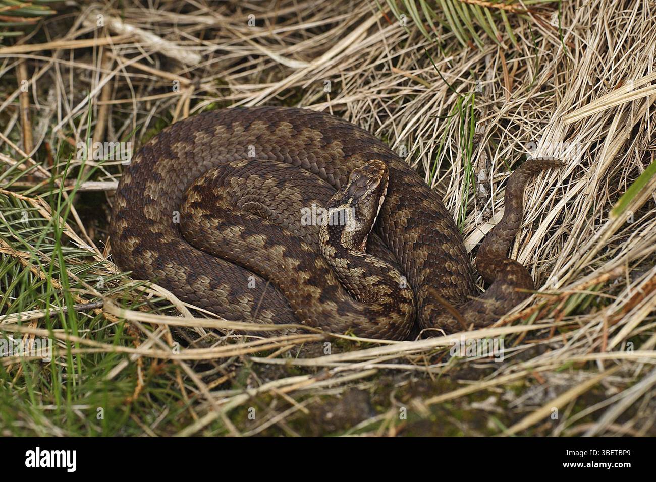 Juvenile adder vipera berus hi-res stock photography and images - Alamy