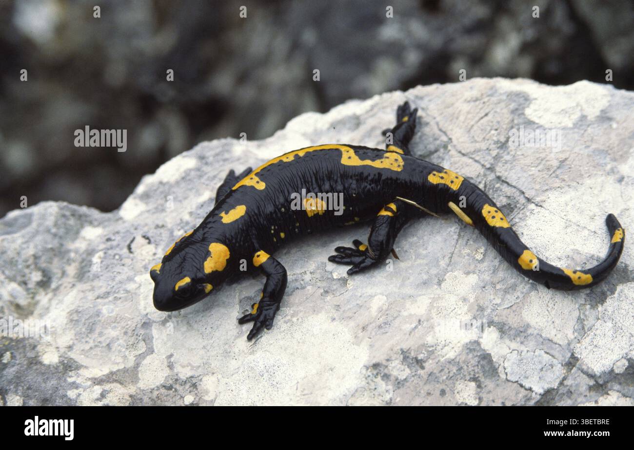 Fire salamander (Salamandra salamandra terrestris Stock Photo - Alamy
