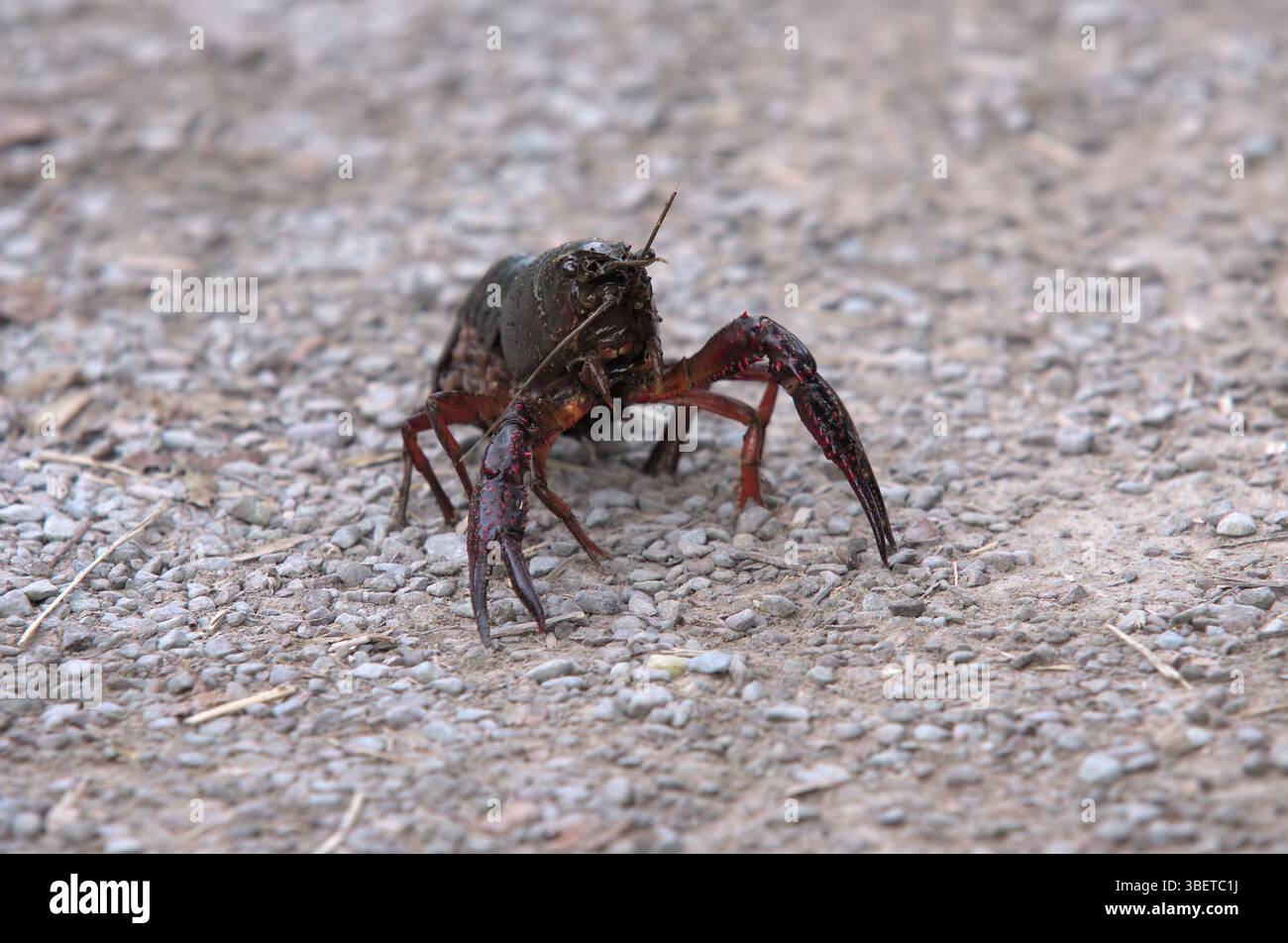 American red swamp crayfish (Procambarus clarkii Stock Photo - Alamy