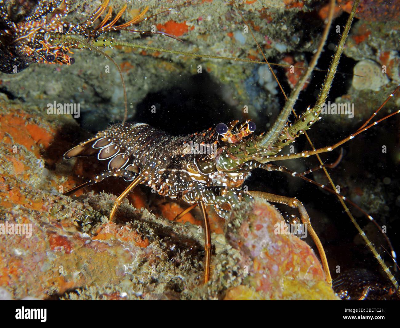 Spotted crayfish (Panulirus guttatus Stock Photo - Alamy