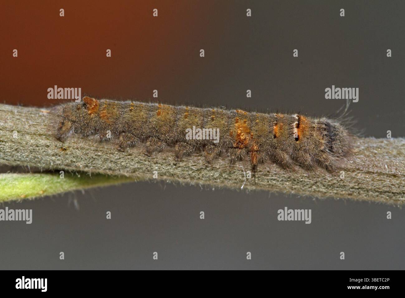 Copper glow (Gastropacha quercifolia Stock Photo - Alamy