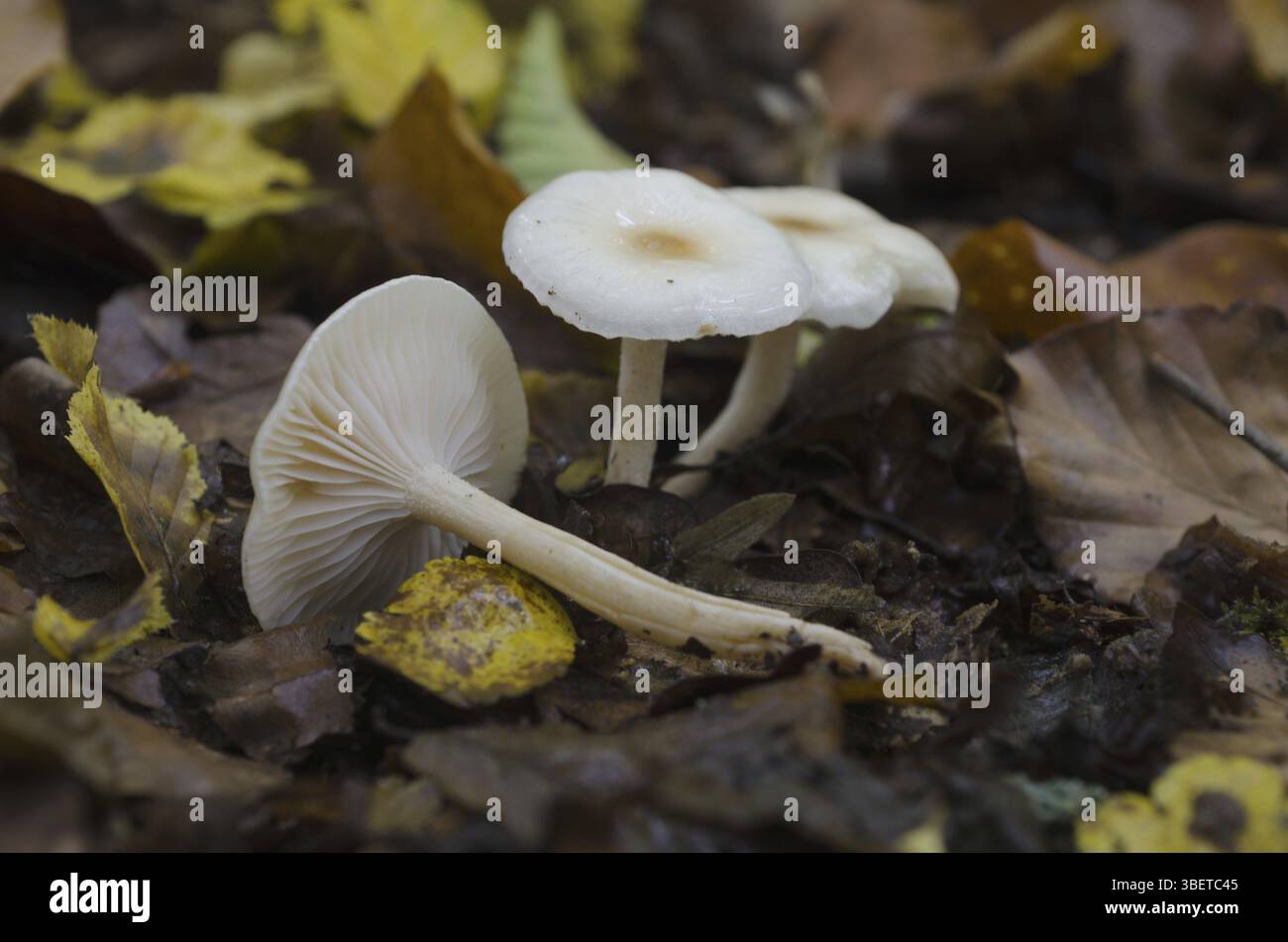 Orange-winged snail (Hygrophorus unicolor Stock Photo - Alamy