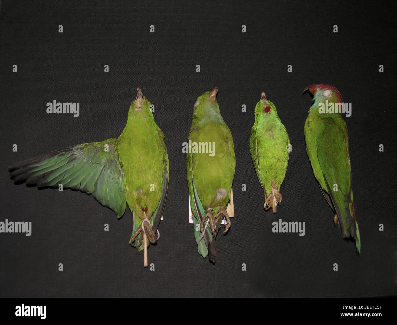 Fluorescent parrots of the genus Loriculus (Loriculus spp Stock Photo ...