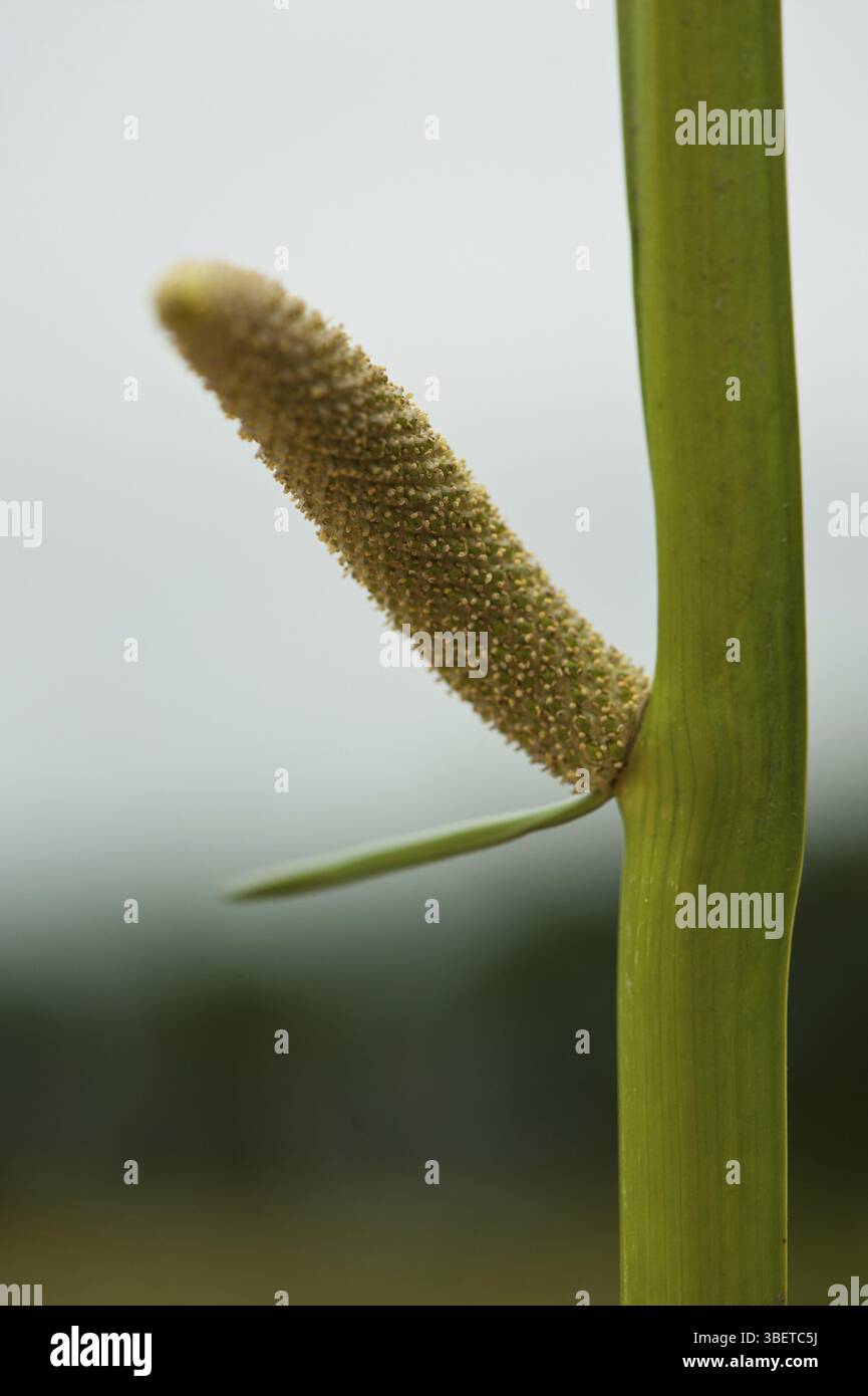 Calamus plant hi-res stock photography and images - Alamy