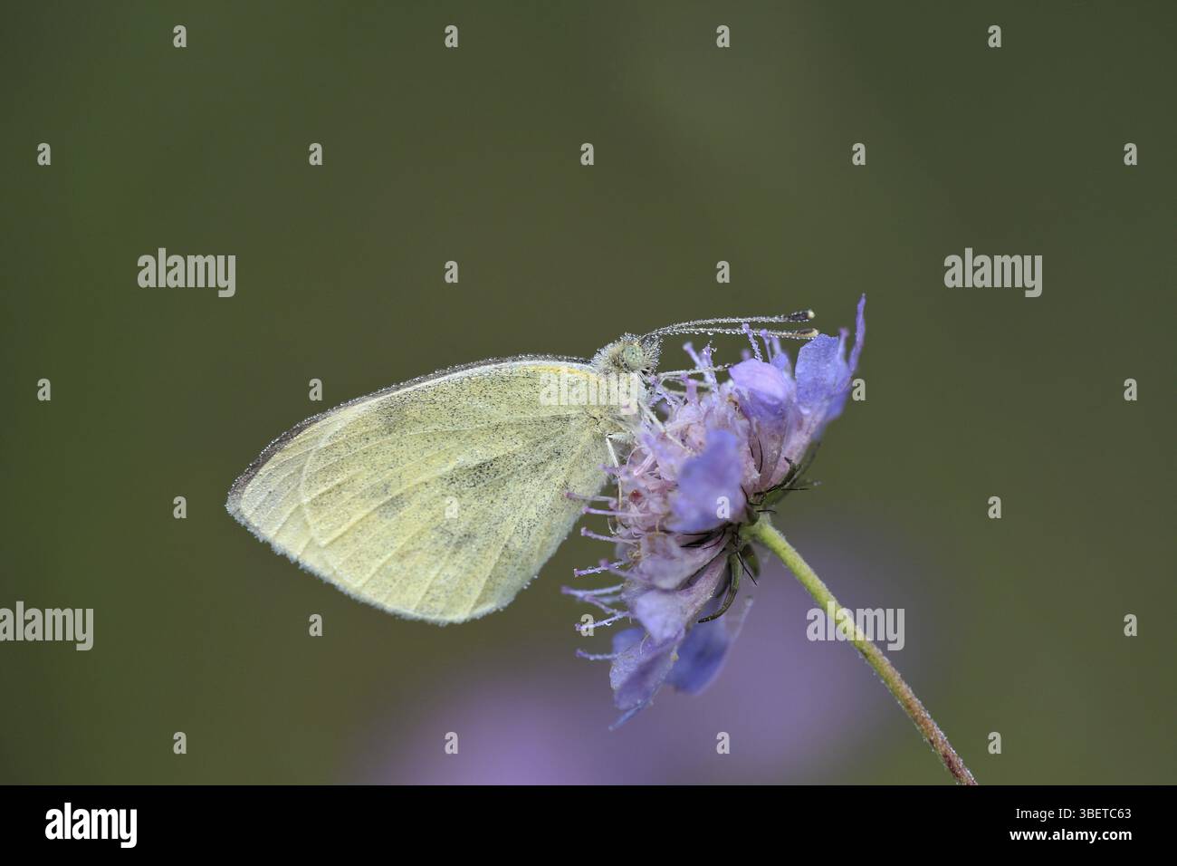 Summer whiting hi-res stock photography and images - Alamy