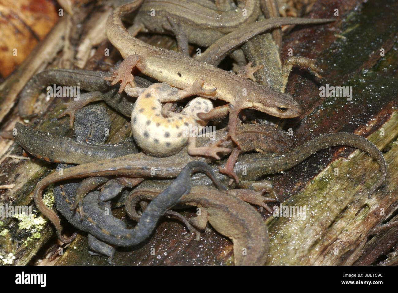 Pond newt (Lissotriton vulgaris Stock Photo - Alamy