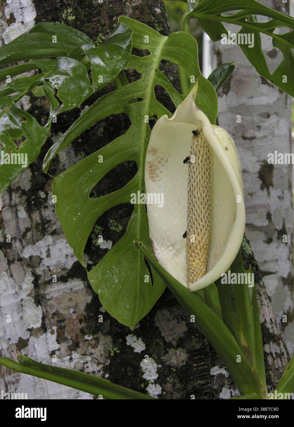 Monstera, window leaf (Monstera deliciosa Stock Photo - Alamy
