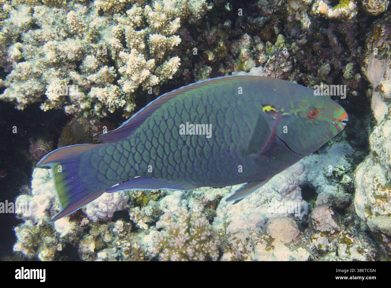 Parrotfish scaridae reef hi-res stock photography and images - Alamy