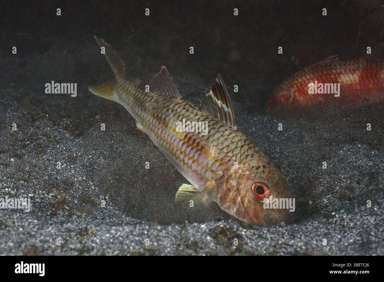 Striped barbel (Mullus surmuletus Stock Photo - Alamy