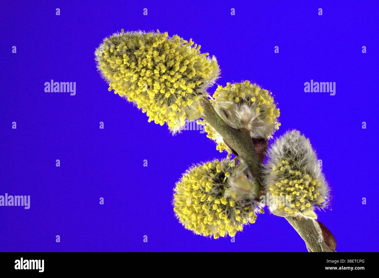 Willow (Salix caprea Stock Photo - Alamy