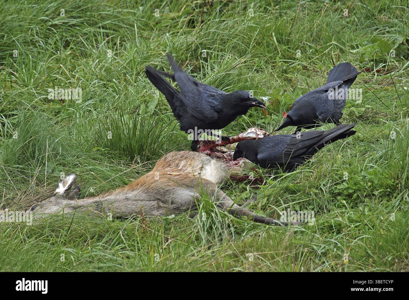 Common raven at the Luder (Corvus corax Stock Photo - Alamy
