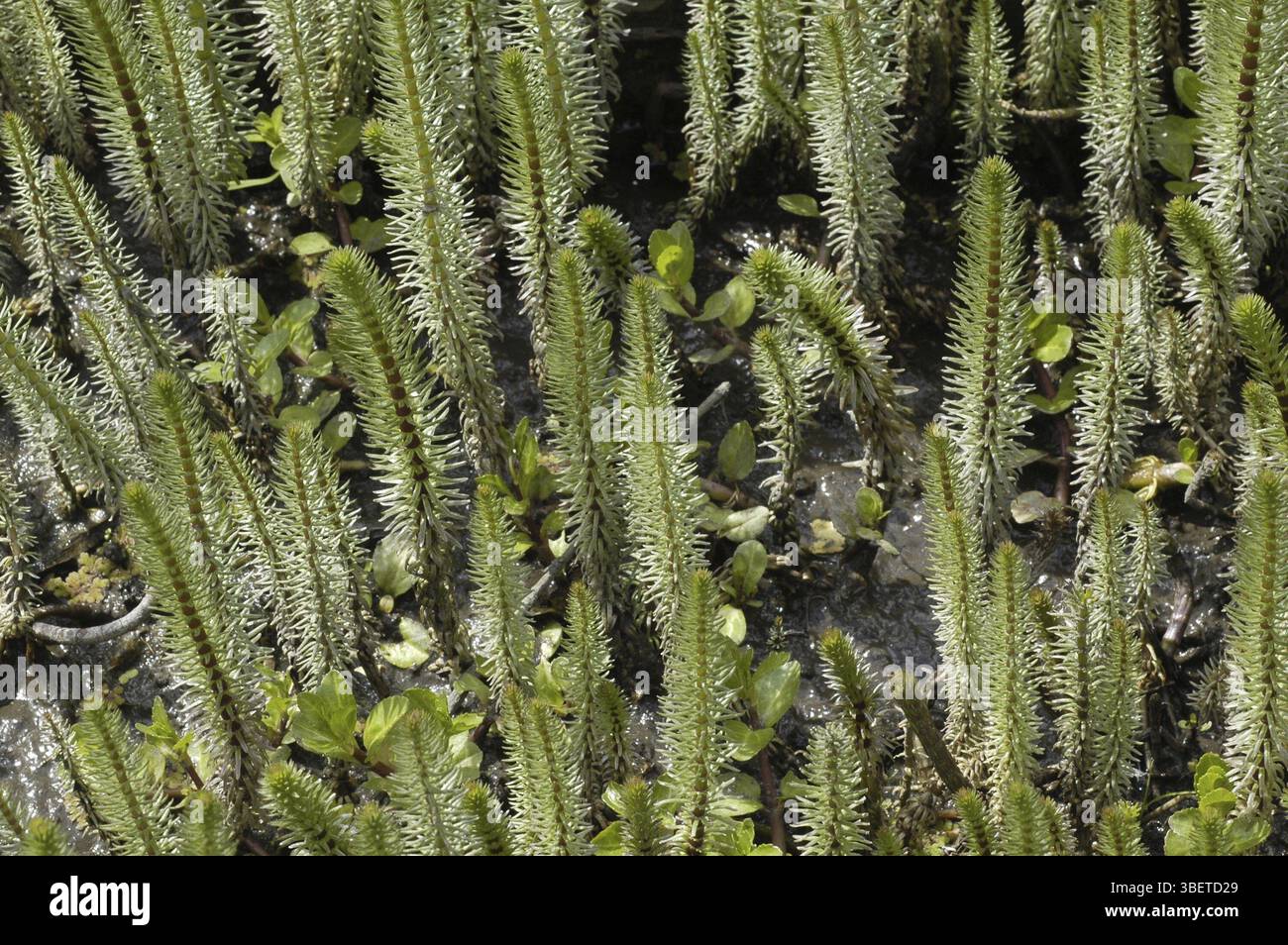 Common mare's tail (Hippuris vulgaris Stock Photo - Alamy