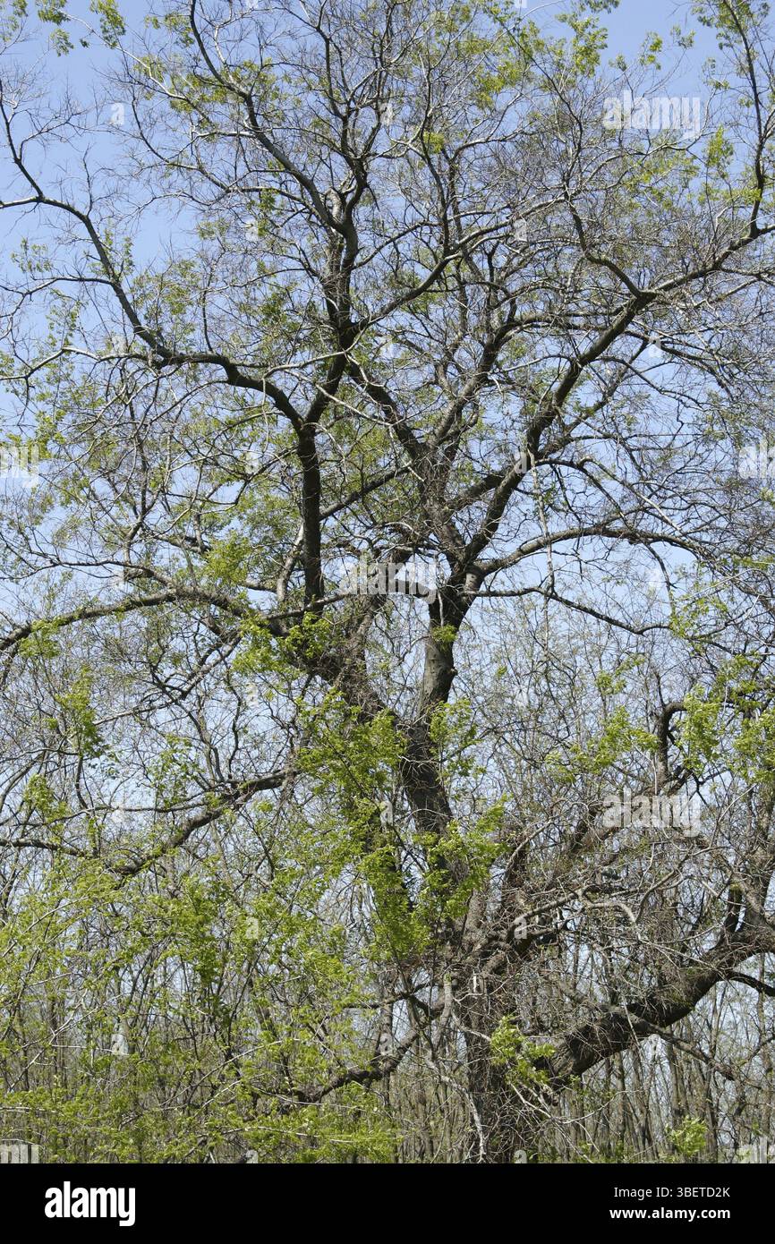 Southern hackberry (Celtis australis Stock Photo - Alamy