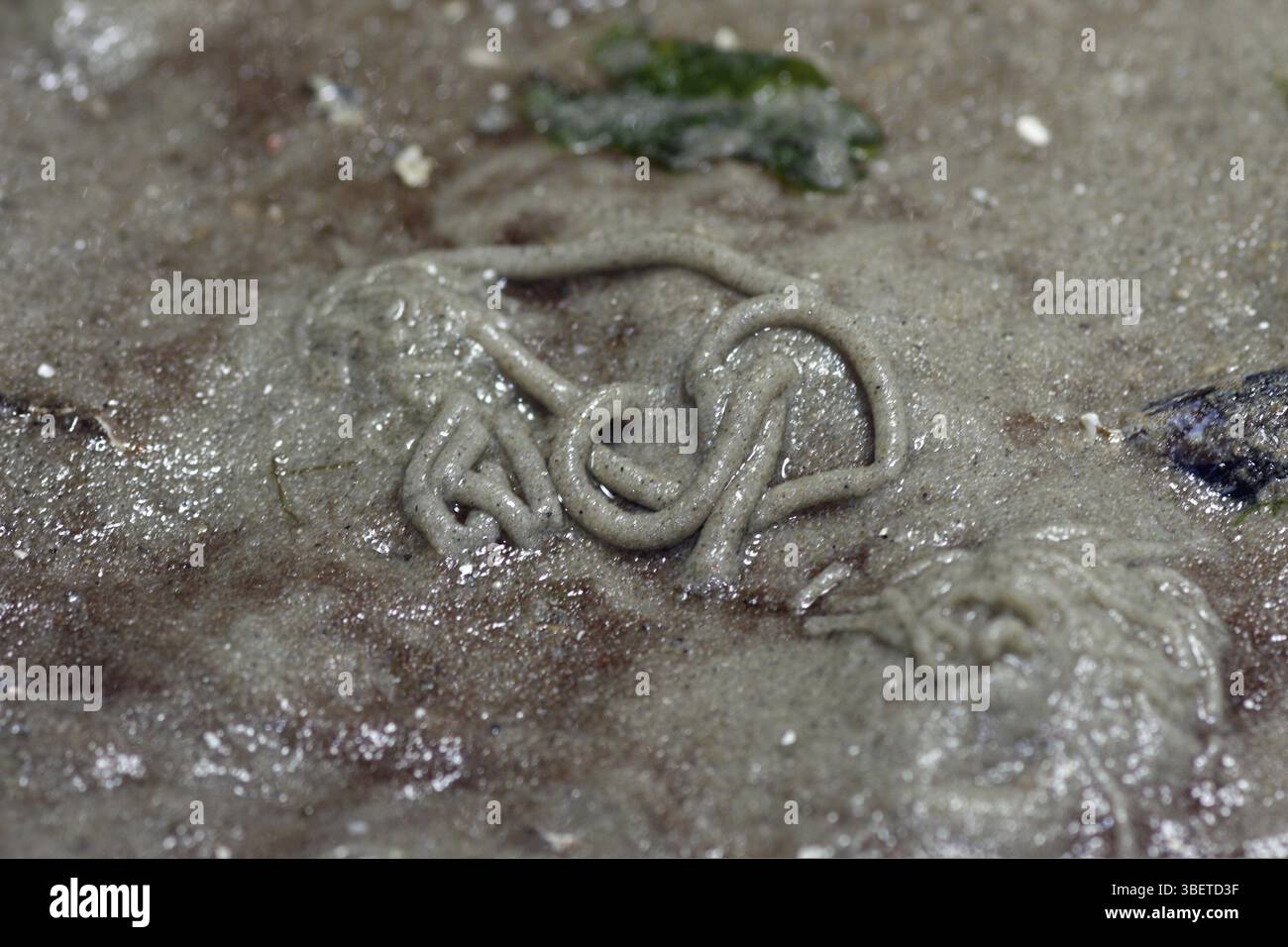 Lugworm (Arenicola marina Stock Photo - Alamy
