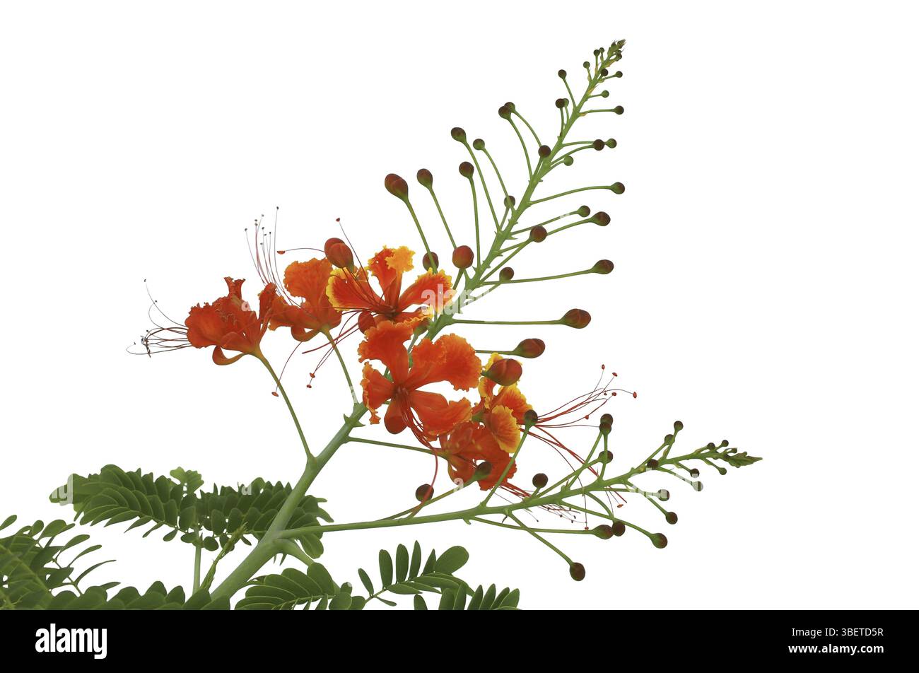 Peacock bush (caesalpinia pulcherrima Stock Photo - Alamy
