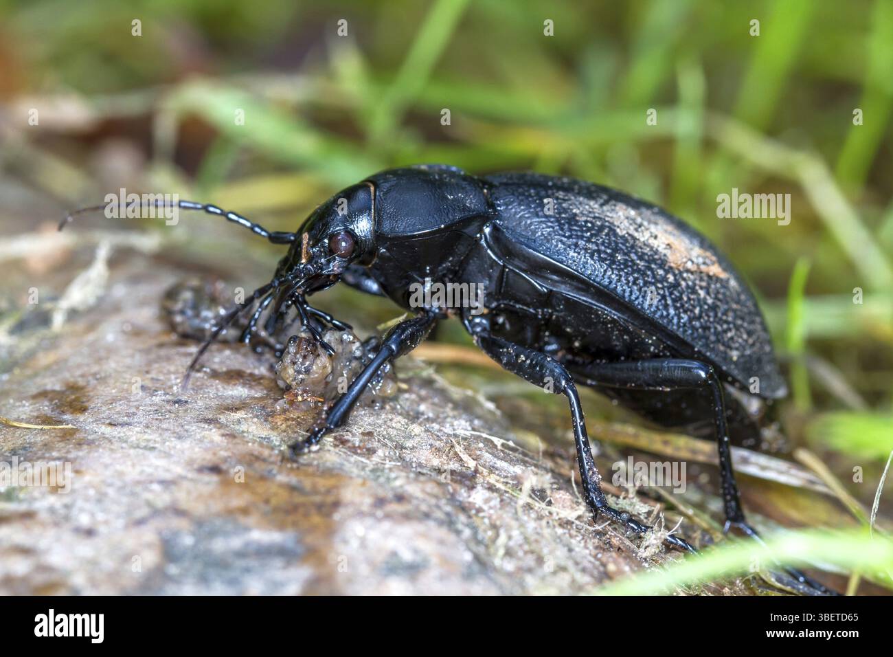 Leatherback beetle feeding Stock Photo - Alamy