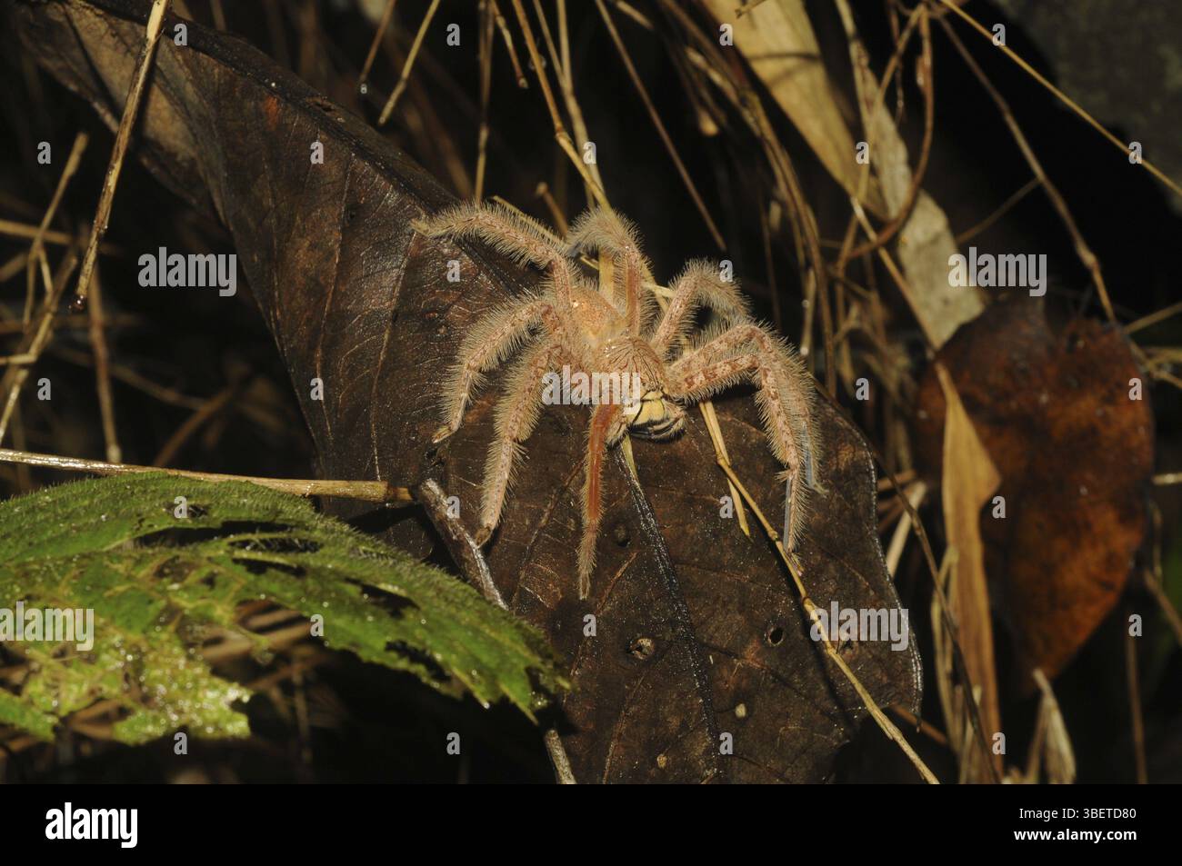 Giant crab spider species (Heteropoda davidbowie Stock Photo - Alamy