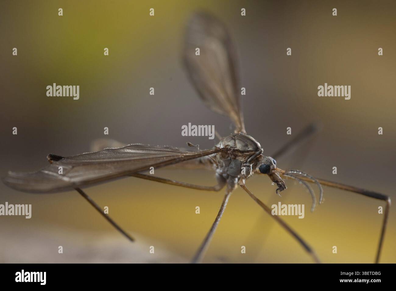 Schneider, Schnake (Tipula Stock Photo - Alamy