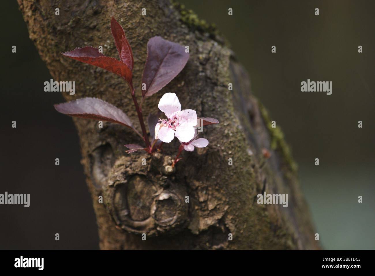 Prunus cerasifera ornamental plum hi-res stock photography and images ...
