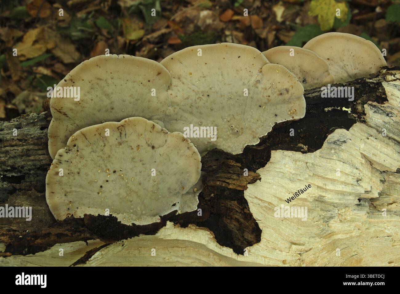 Hardwood resin porling (Ischnoderma resinosum Stock Photo - Alamy