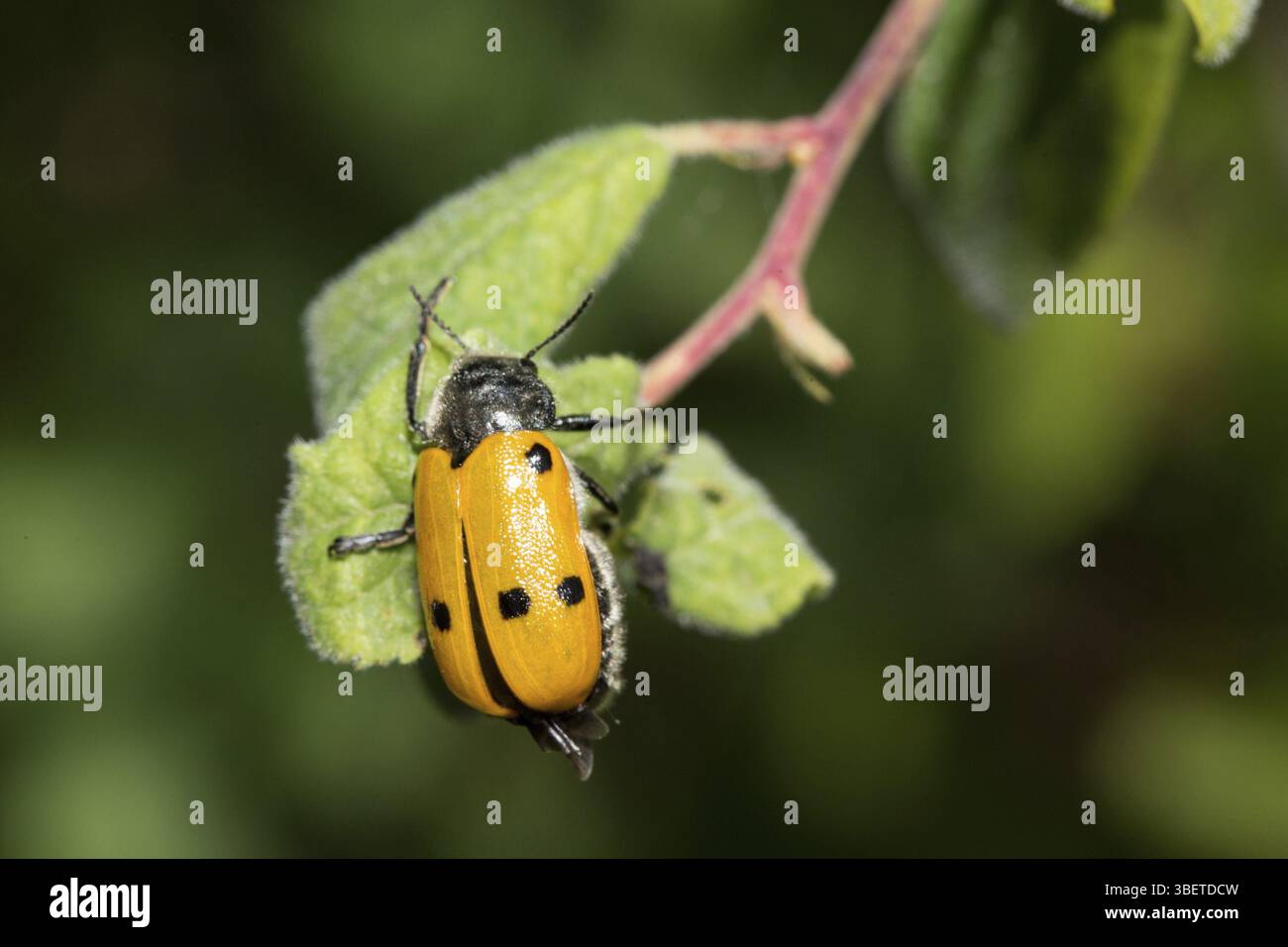 Sexpunctata hi-res stock photography and images - Alamy