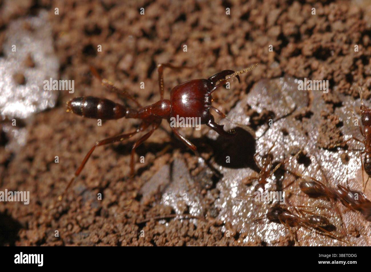 Driver ant soldier (Dorylus sp Stock Photo - Alamy