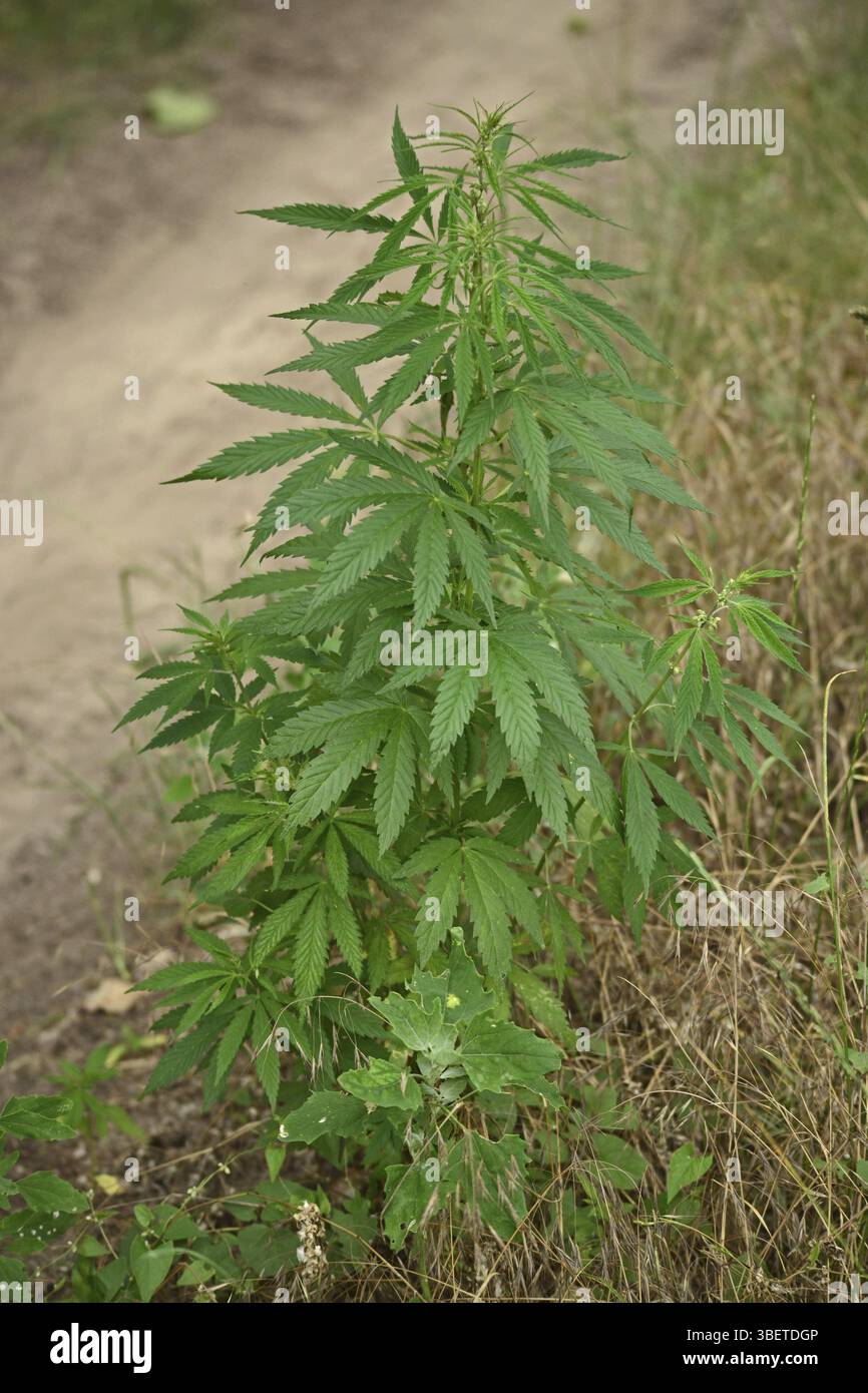 Cannabis hungary hi-res stock photography and images - Alamy