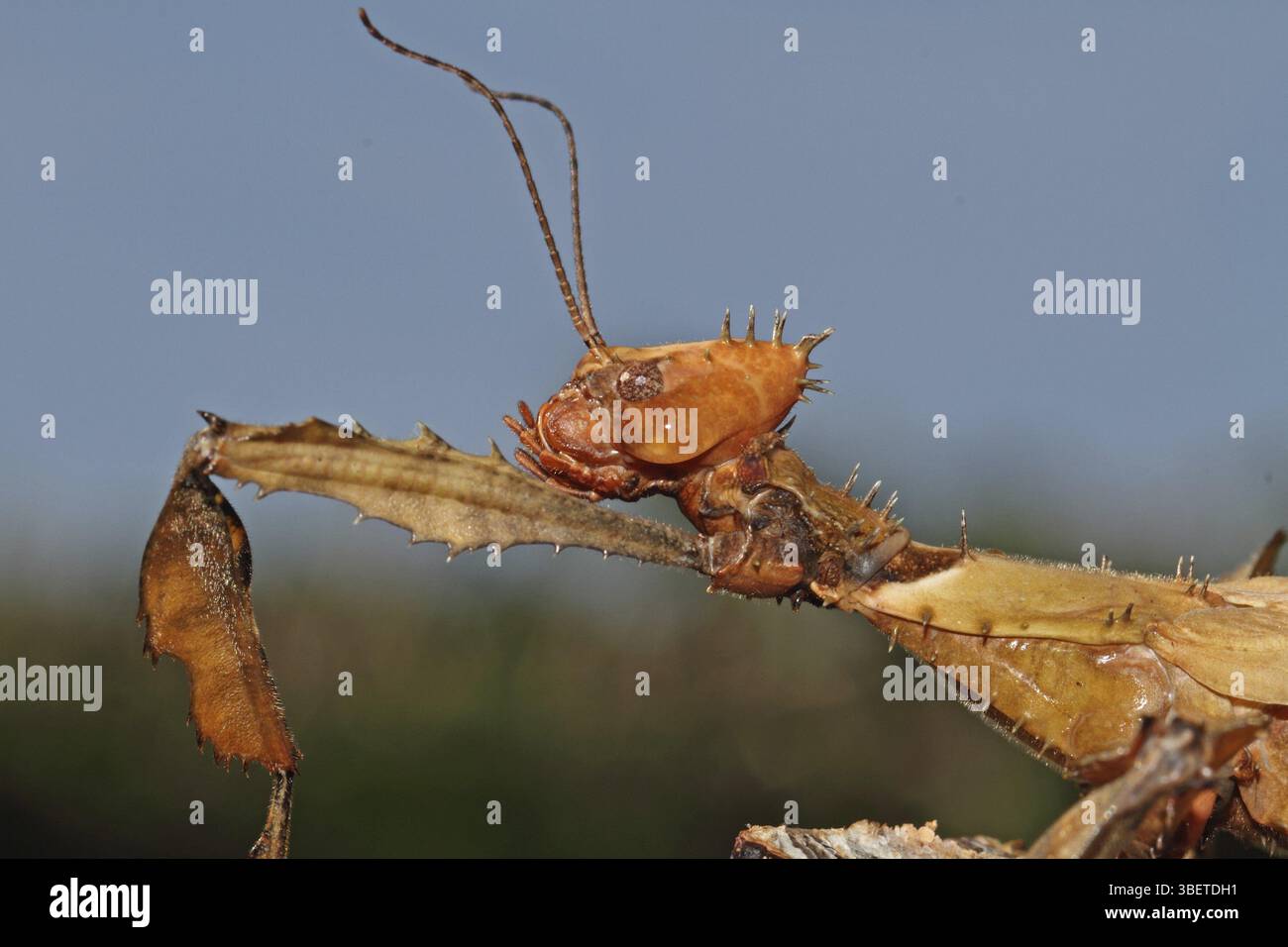 Australian Giant Grasshopper (Extatosoma tiaratum Stock Photo - Alamy
